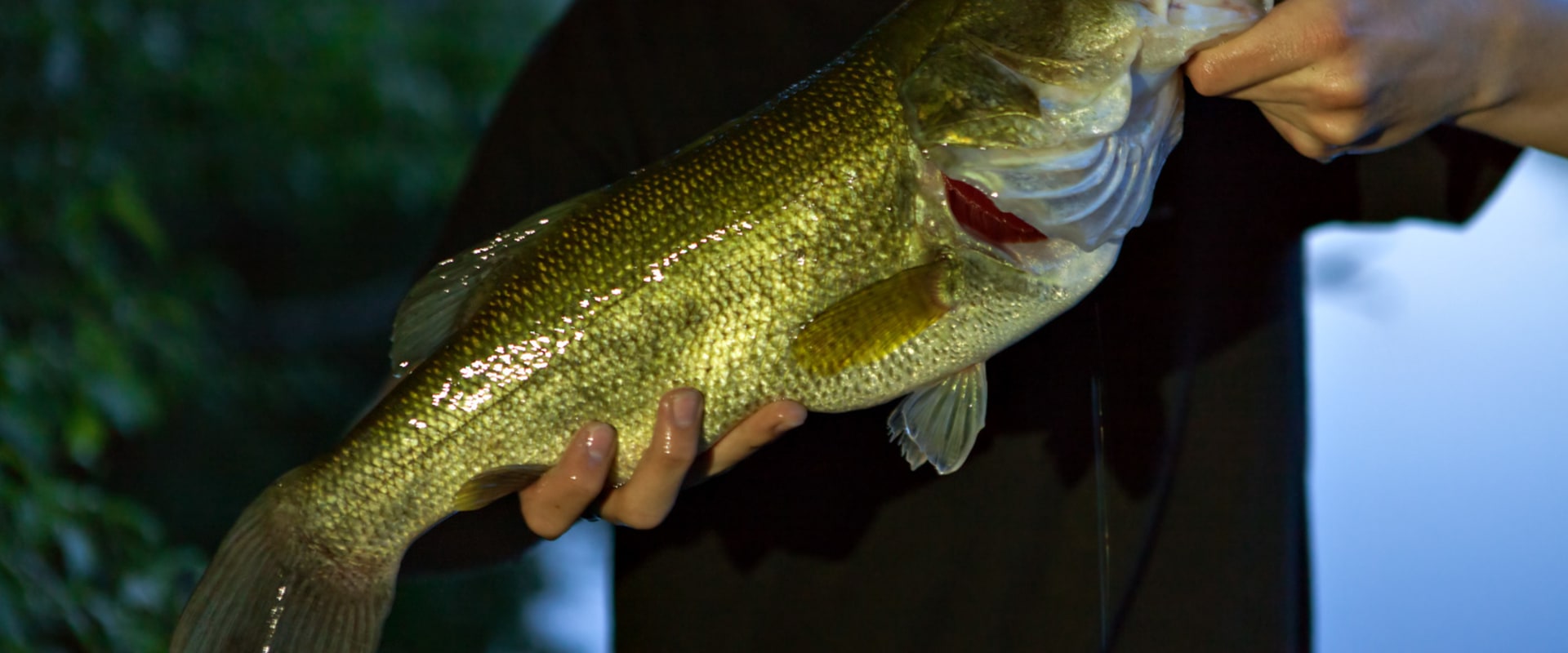 The Ultimate Guide to Bass Fishing in Northern Virginia