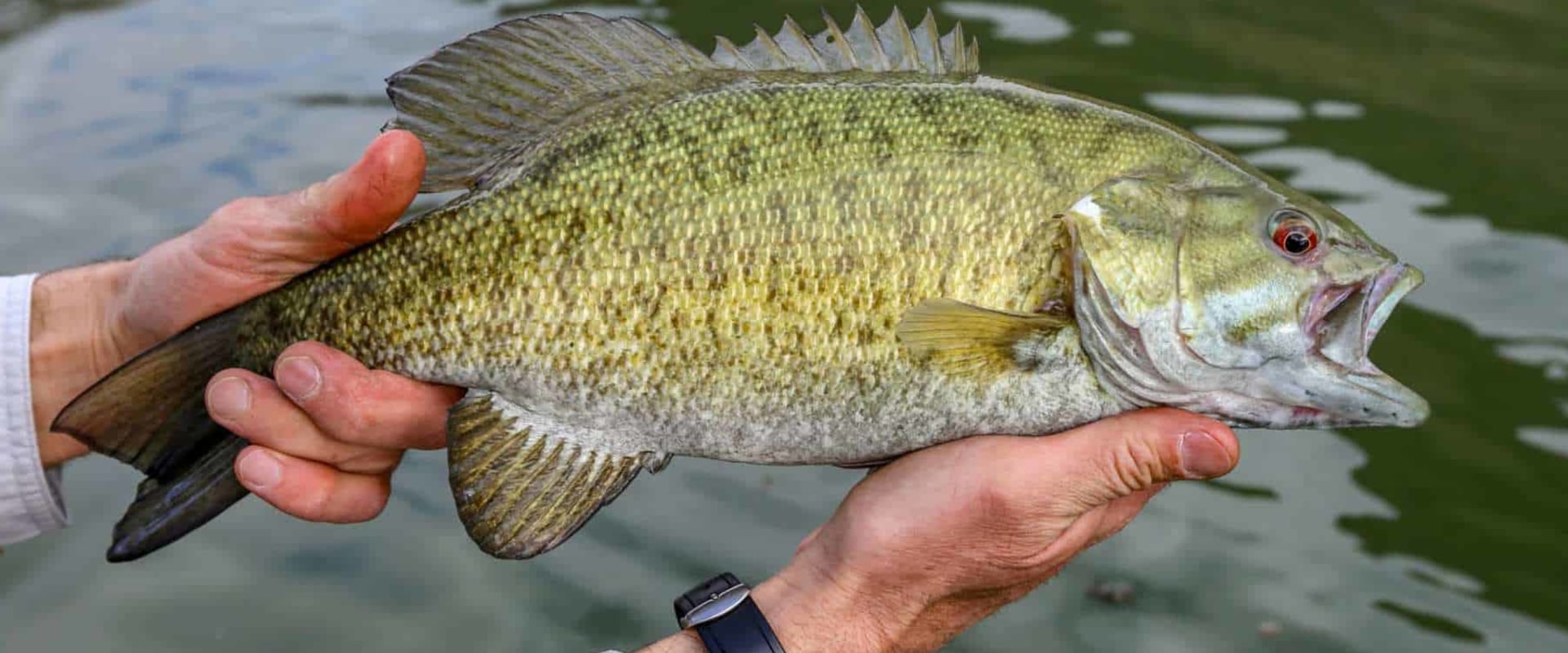 Fishing for Bass in Northern VA: Tips for a Successful Trip